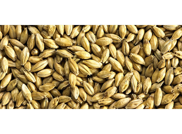 Low Colour Golden Promise®™ 3 EBC - Simpsons Malt - Ølbrygging AS